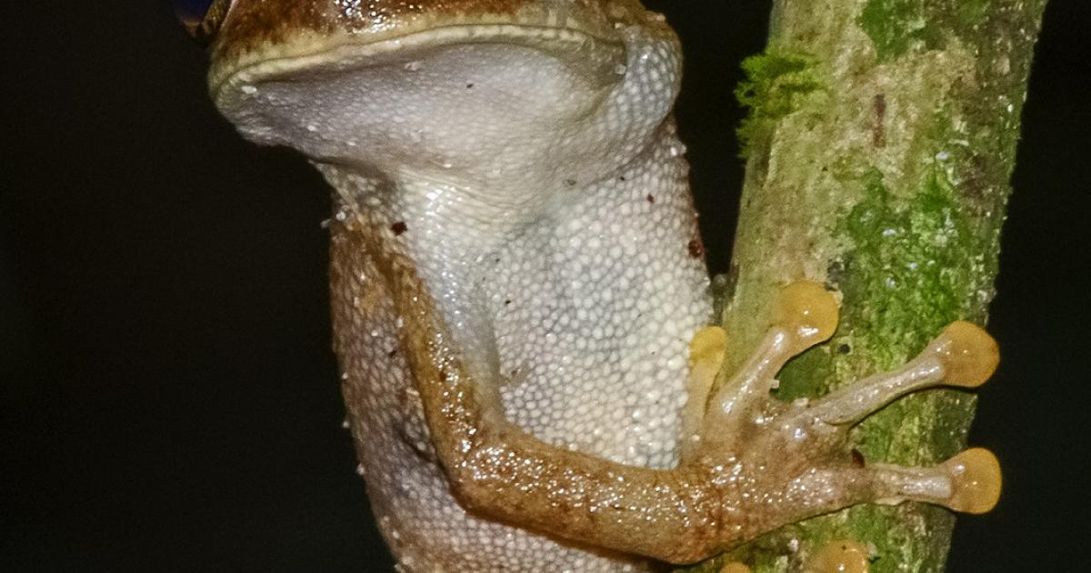 Sapo-amazônico #249309 - Biofaces - Bring Nature Closer