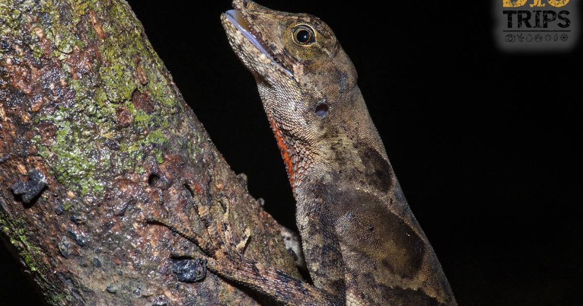 Calango-Bandeira #249339 - Biofaces - Bring Nature Closer