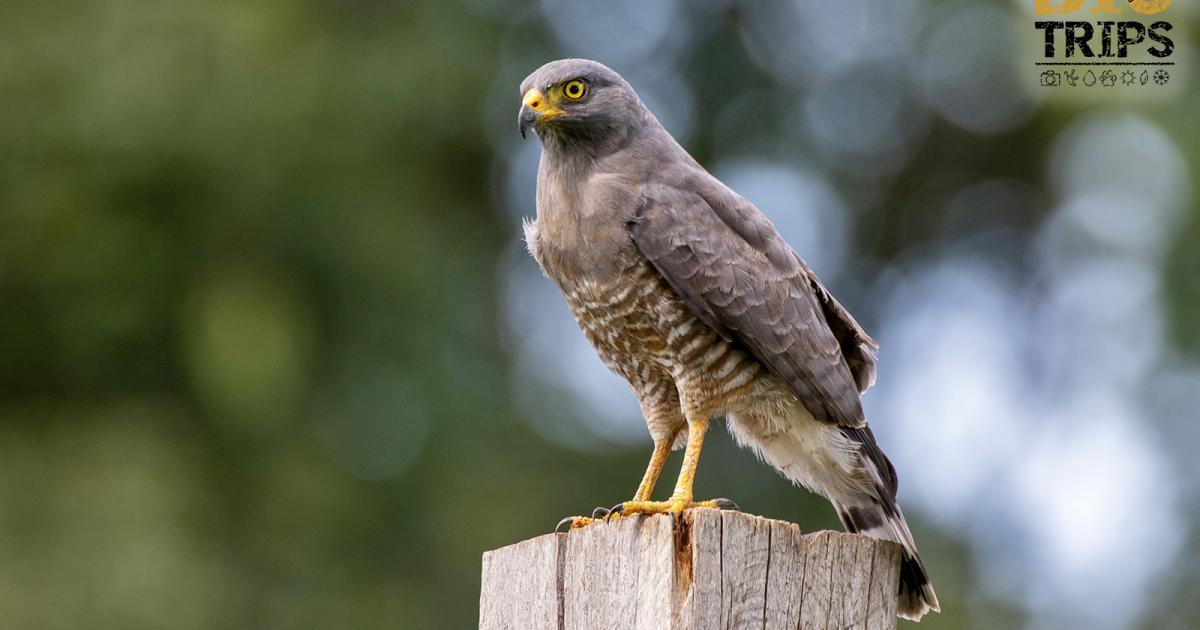 Gavião-carijó #249655 - Biofaces - Bring Nature Closer