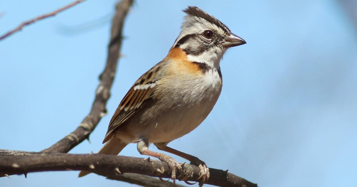 Tico #249680 - Biofaces - Bring Nature Closer