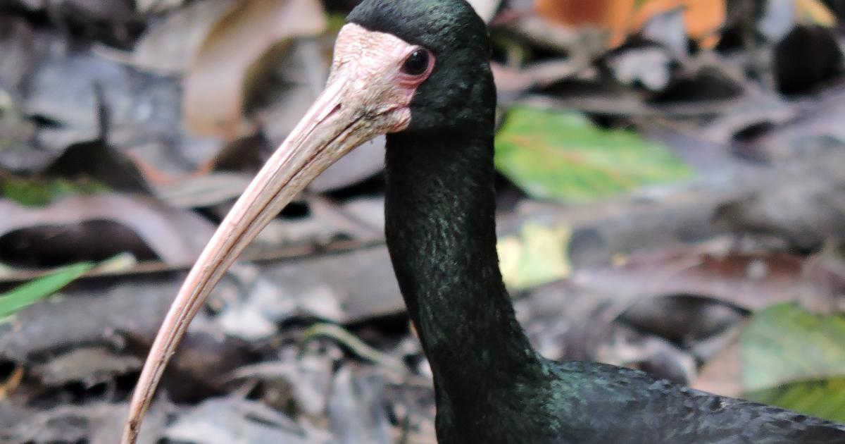 Tapicuru #249754 - Biofaces - Bring Nature Closer