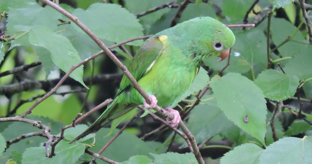 Periquito-rico #251181 - Biofaces - Bring Nature Closer