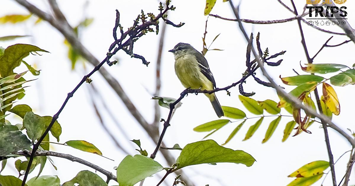 Maria-te-viu #251516 - Biofaces - Bring Nature Closer