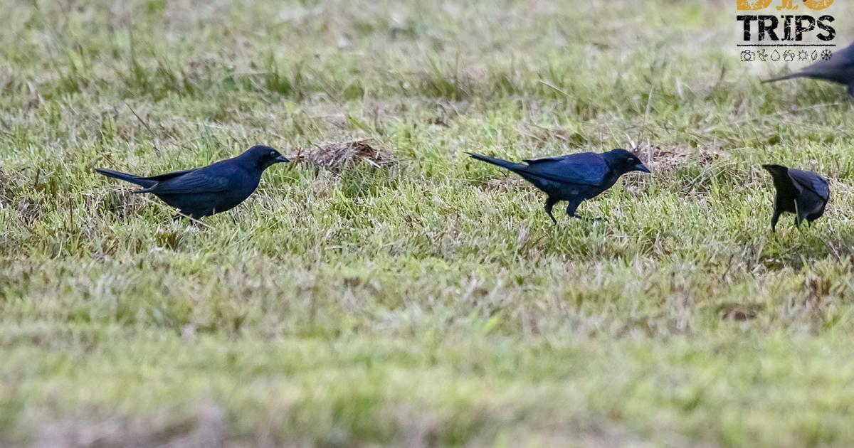 Chupim #251522 - Biofaces - Bring Nature Closer