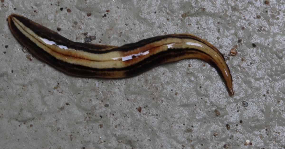 Planária #251580 - Biofaces - Bring Nature Closer