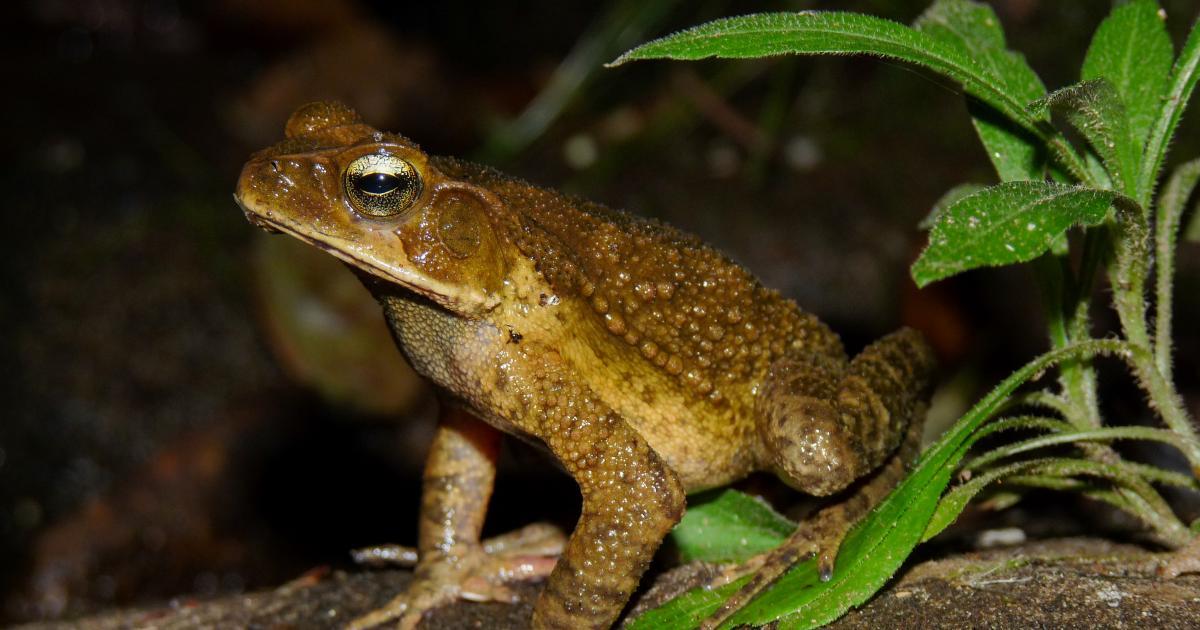 Sapo-cururu #251623 - Biofaces - Bring Nature Closer