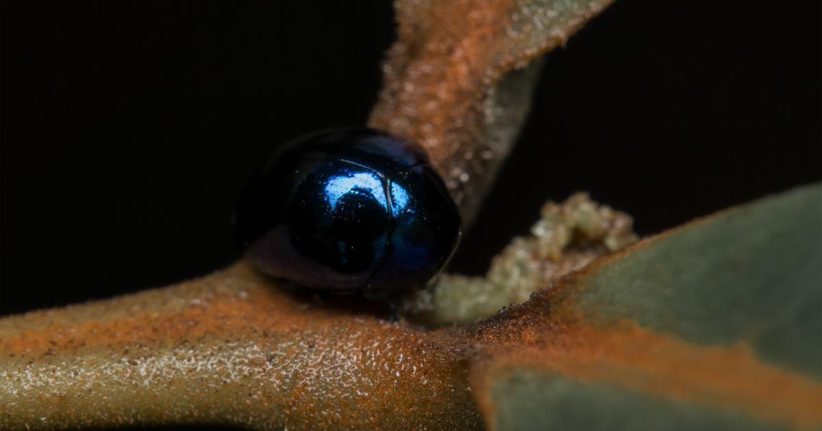 Lamprosoma #251769 - Biofaces - Bring Nature Closer