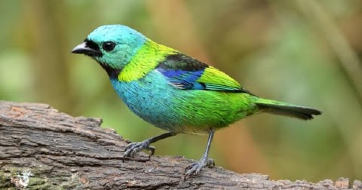 SAÍRA #252020 - Biofaces - Bring Nature Closer