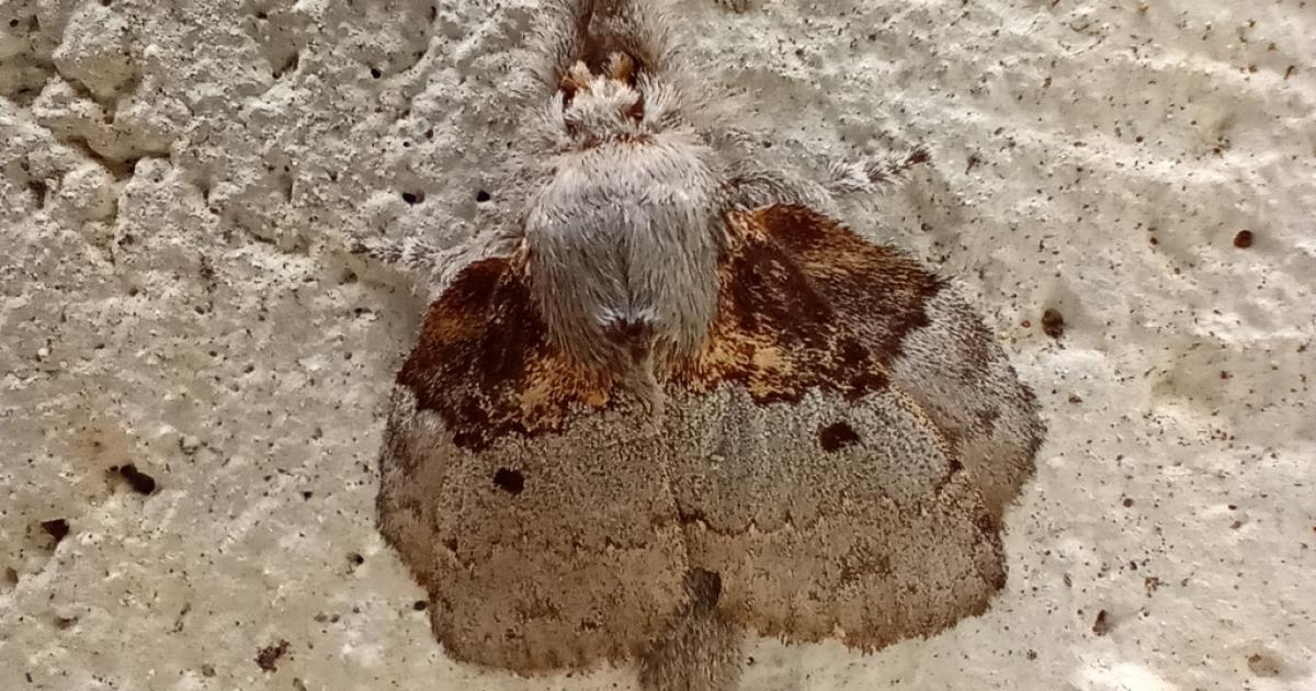 Euglyphis #252090 - Biofaces - Bring Nature Closer