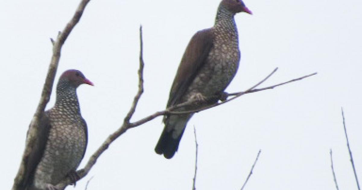 pomba-trocal #252107 - Biofaces - Bring Nature Closer