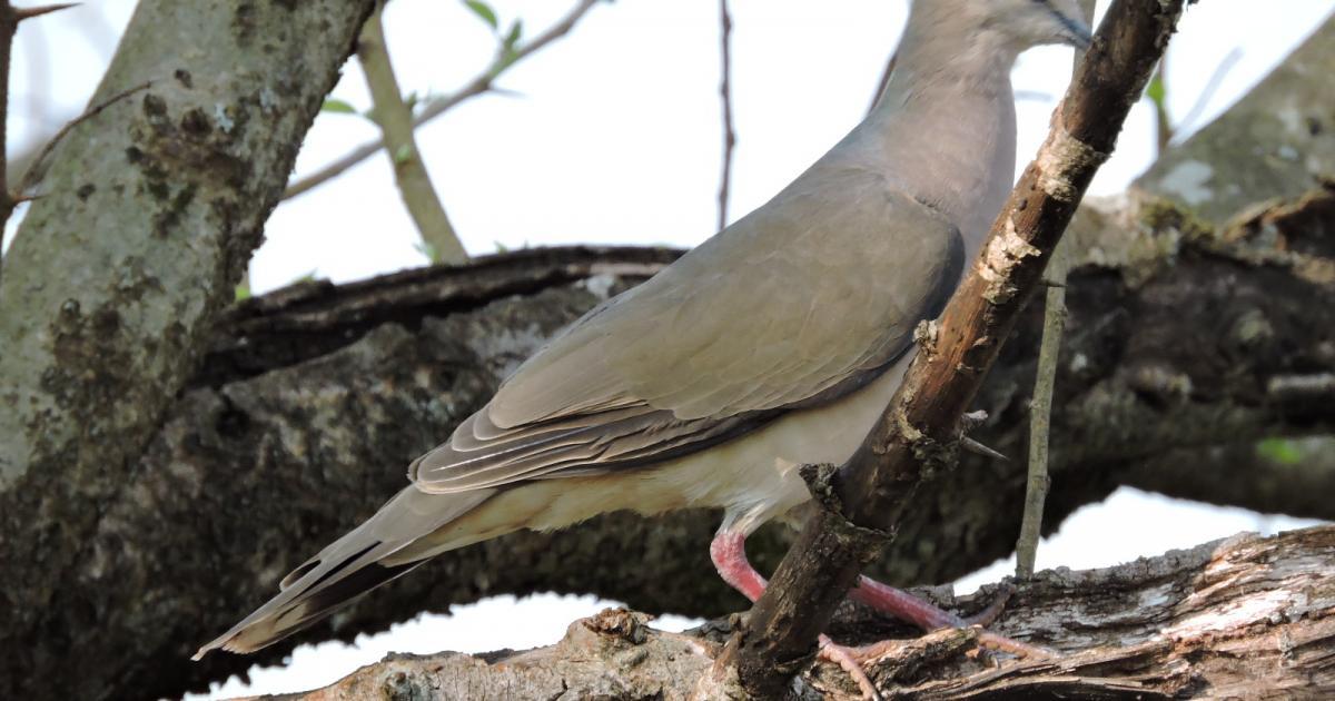 Juriti-pupu #252287 - Biofaces - Bring Nature Closer