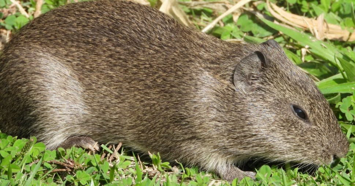 Preá #252444 - Biofaces - Bring Nature Closer