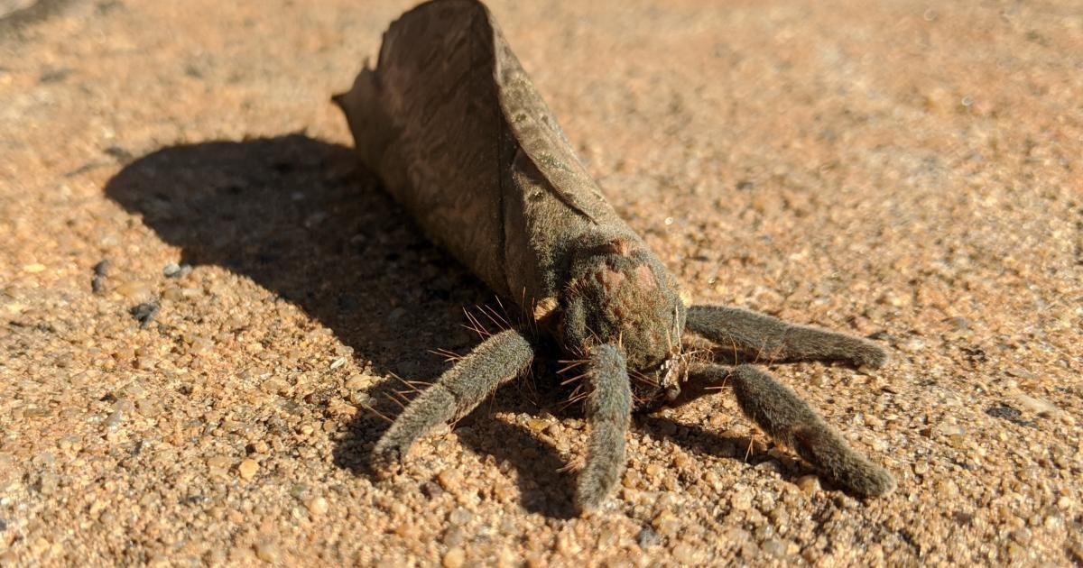 Trichophassus #252474 - Biofaces - Bring Nature Closer