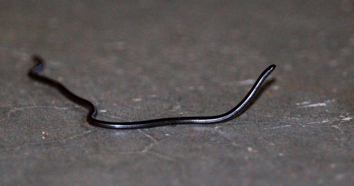 Cobra-chumbinho #252576 - Biofaces - Bring Nature Closer