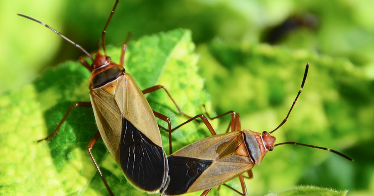 Percevejo-manchador #252621 - Biofaces - Bring Nature Closer