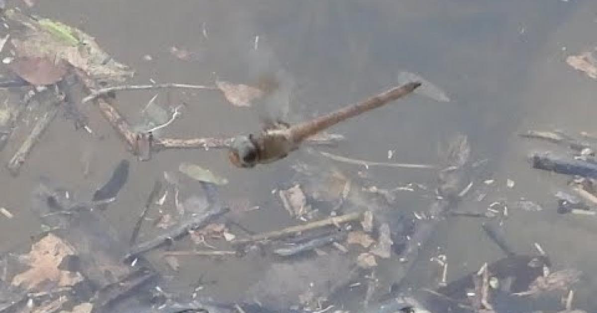 Libélula #252703 - Biofaces - Bring Nature Closer