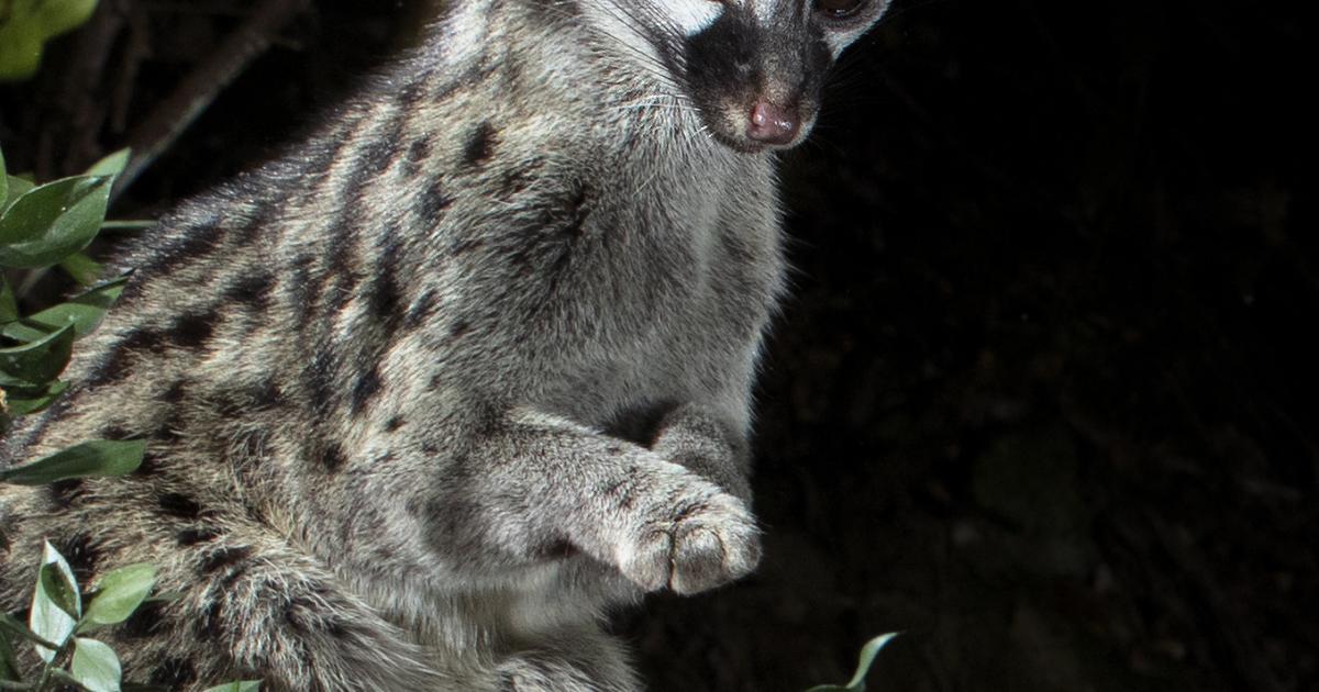 Gineta, #252799 - Biofaces - Bring Nature Closer