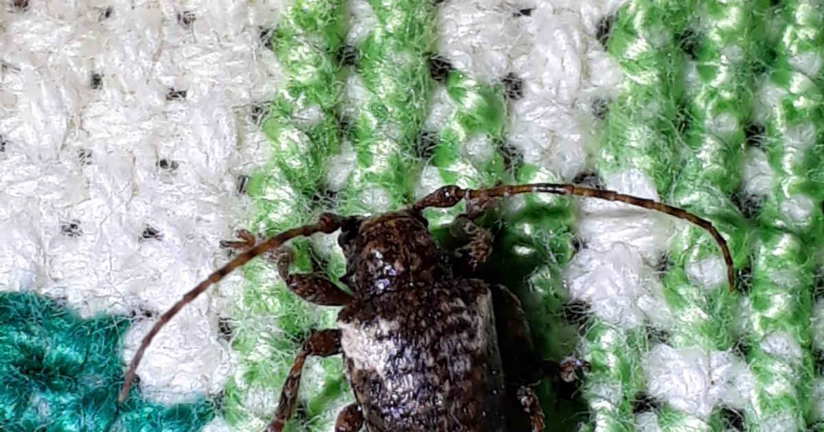 Besouro #252927 - Biofaces - Bring Nature Closer