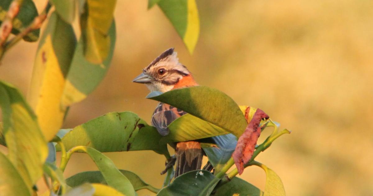 Tico-tico #252961 - Biofaces - Bring Nature Closer