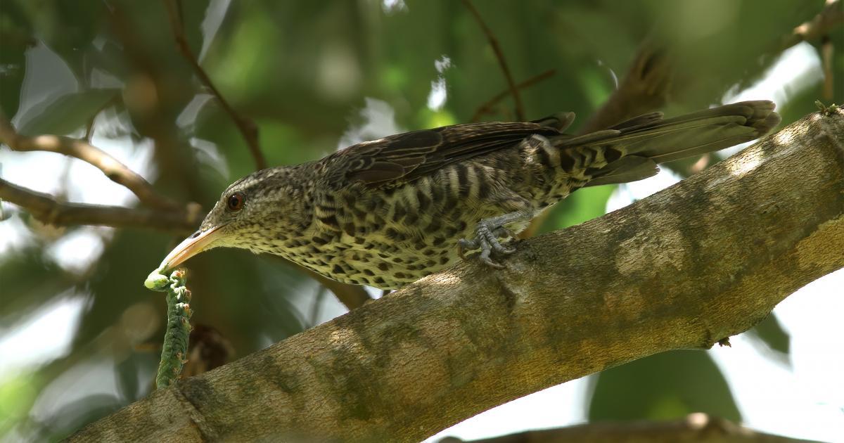 Campylorhynchus #253220 - Biofaces - Bring Nature Closer