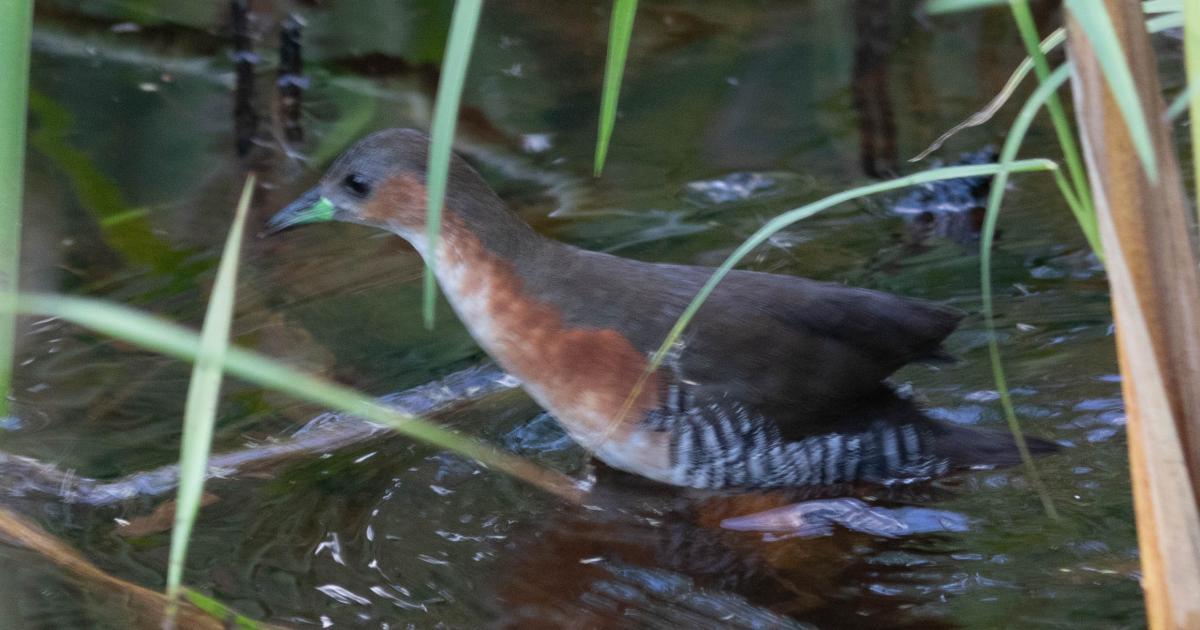 Laterallus #253380 - Biofaces - Bring Nature Closer