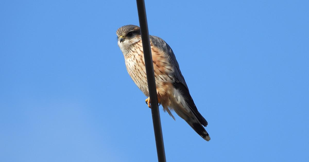 Falco #253731 - Biofaces - Bring Nature Closer