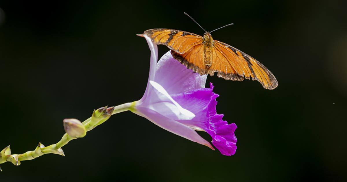 Borboleta-do-maracujá #254081 - Biofaces - Bring Nature Closer