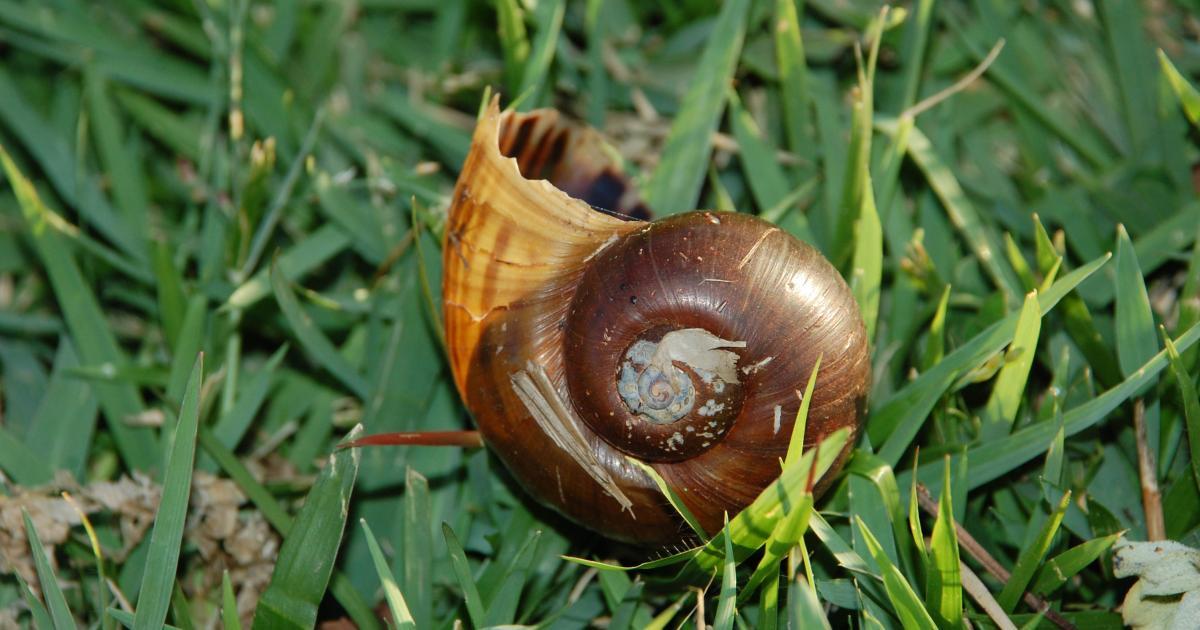 Concha #254095 - Biofaces - Bring Nature Closer