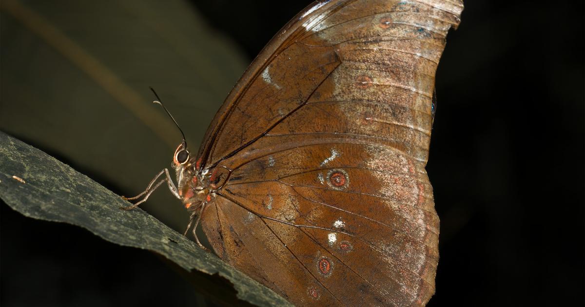 Morpho #254181 - Biofaces - Bring Nature Closer