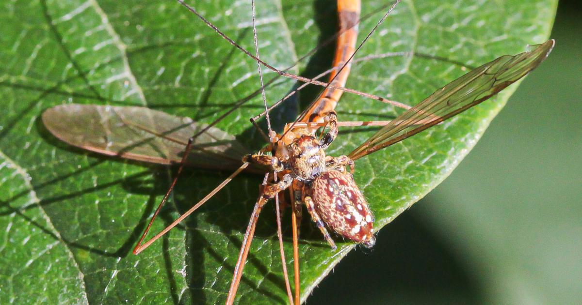 Aranha-saltadora #254254 - Biofaces - Bring Nature Closer