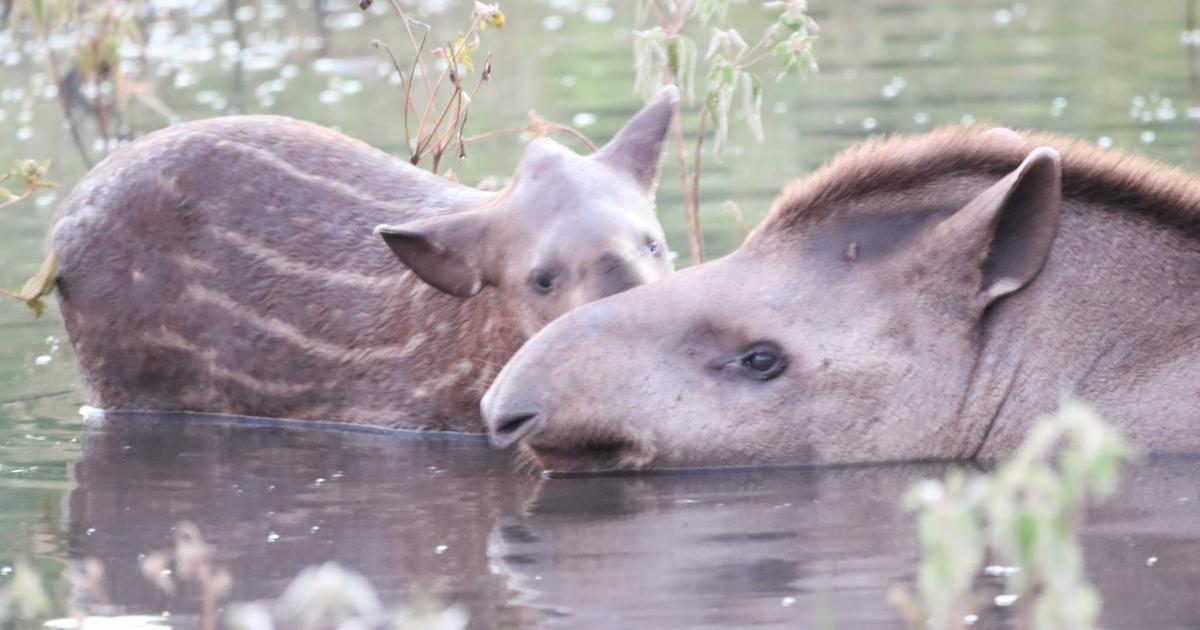 Anta #254334 - Biofaces - Bring Nature Closer