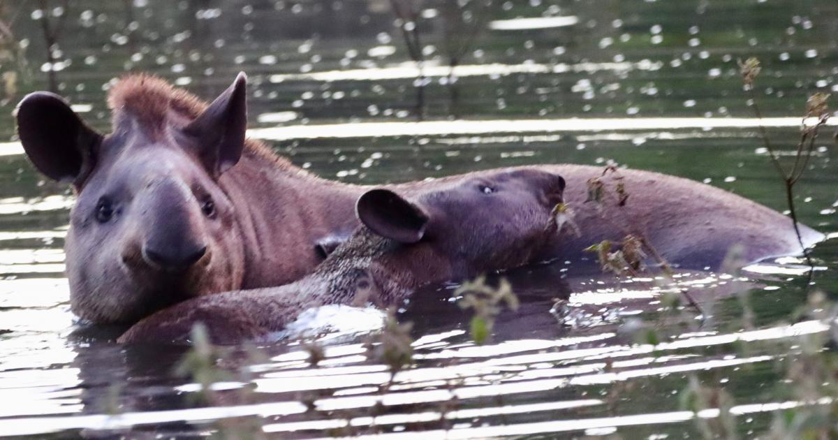 Anta #254475 - Biofaces - Bring Nature Closer