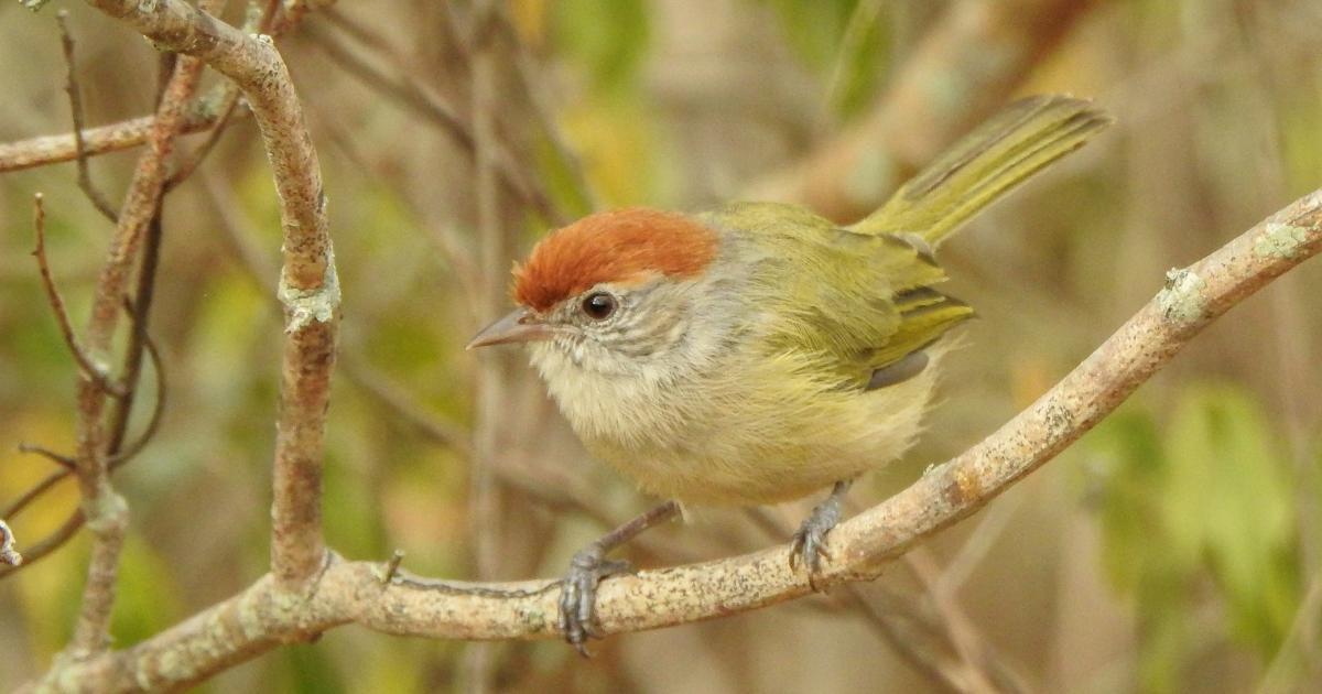 Hylophilus #254509 - Biofaces - Bring Nature Closer