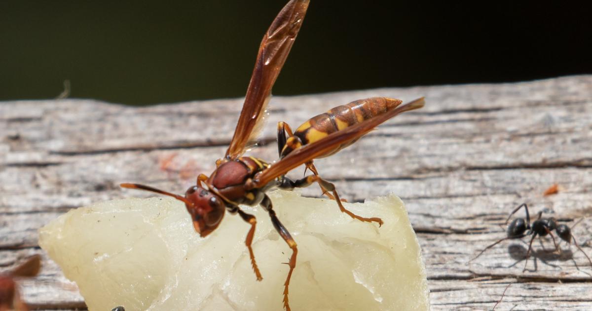 Marimbondo-carijó #254533 - Biofaces - Bring Nature Closer