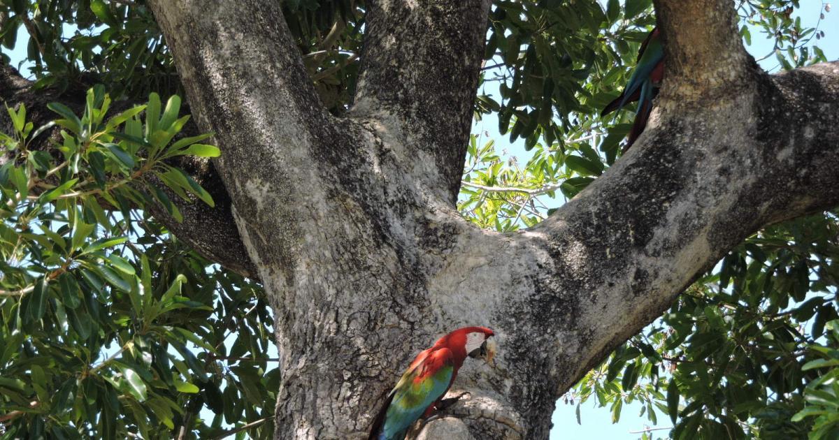 Arara-vermelha #254965 - Biofaces - Bring Nature Closer