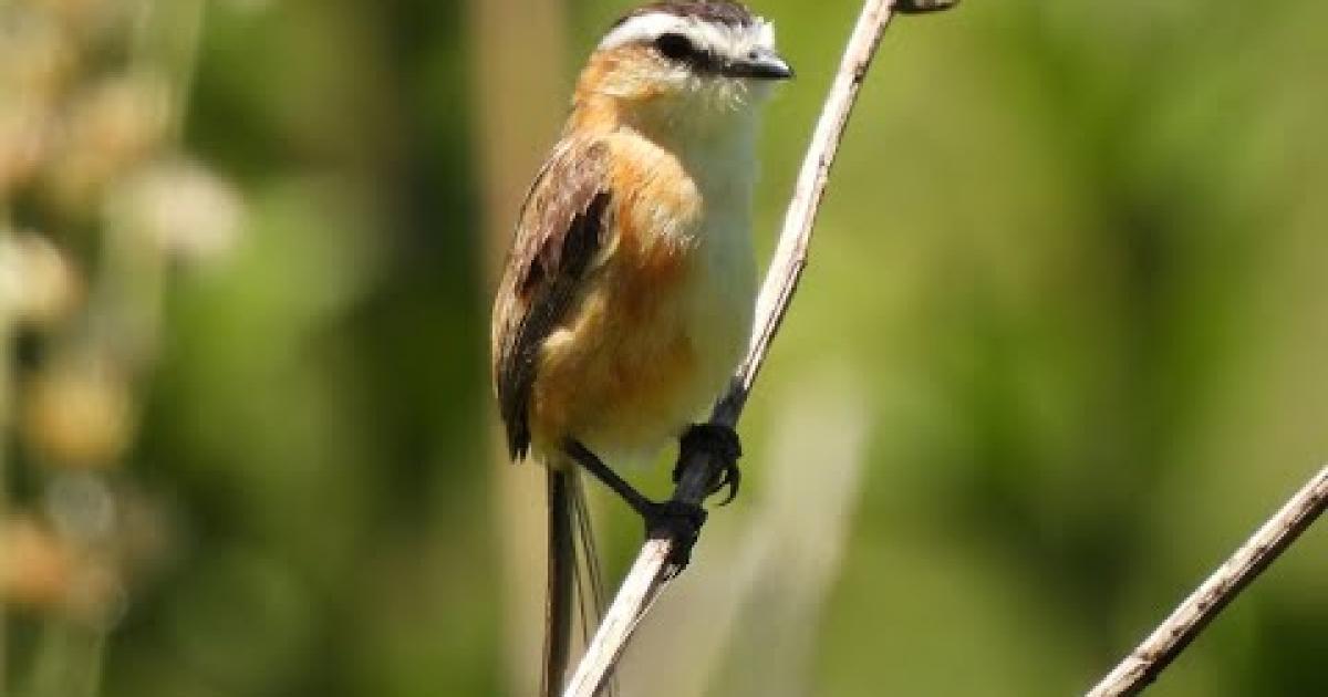 Papa-Moscas-do-Campo #255768 - Biofaces - Bring Nature Closer