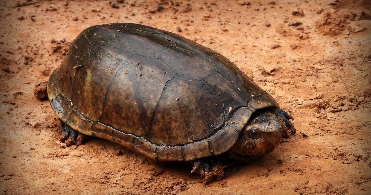 Muçuã #256274 - Biofaces - Bring Nature Closer