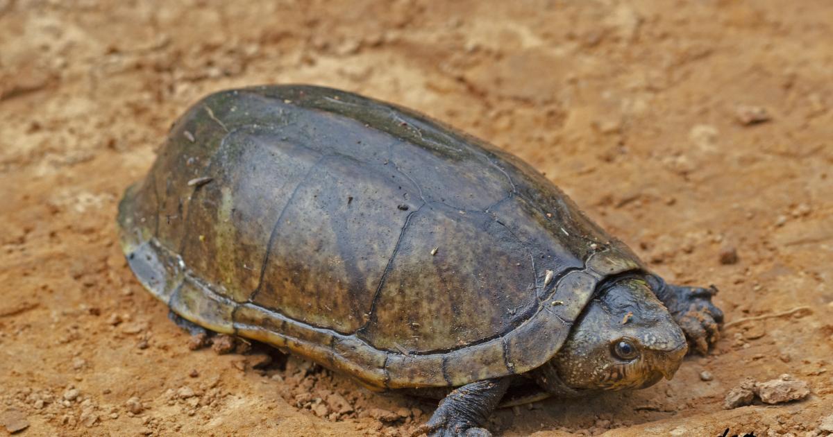 Muçuã #256700 - Biofaces - Bring Nature Closer