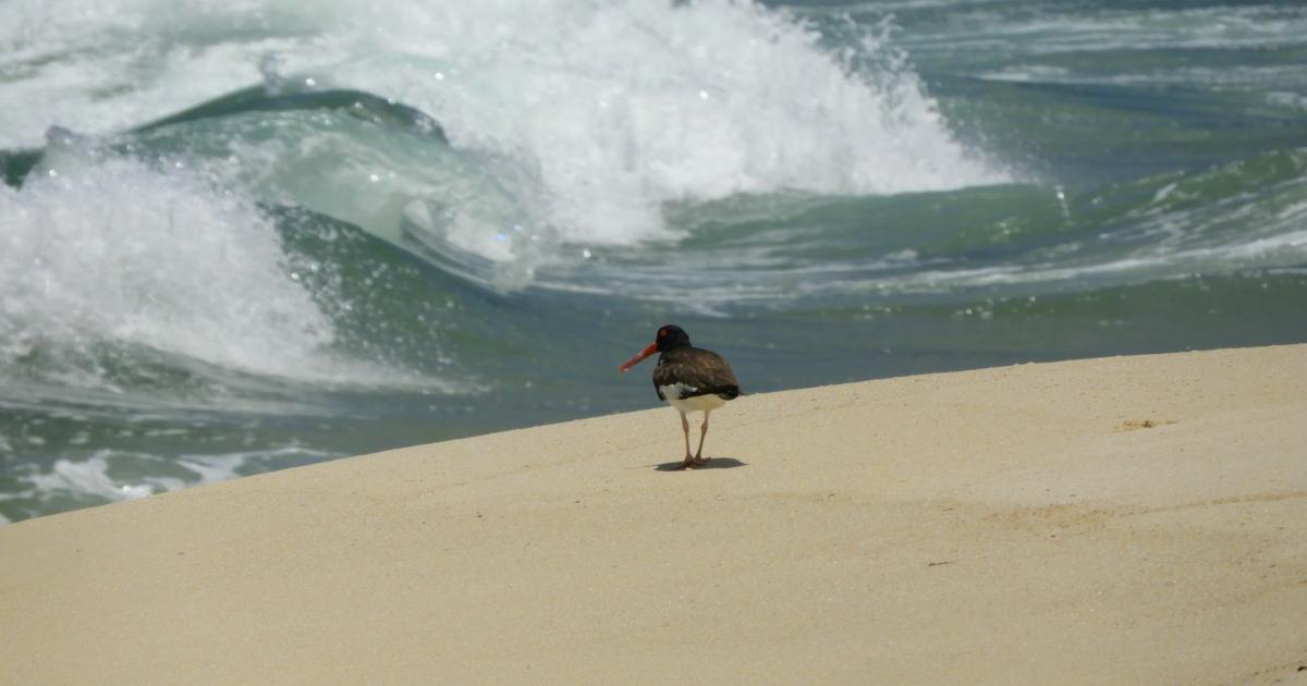 Piru-piru #256731 - Biofaces - Bring Nature Closer