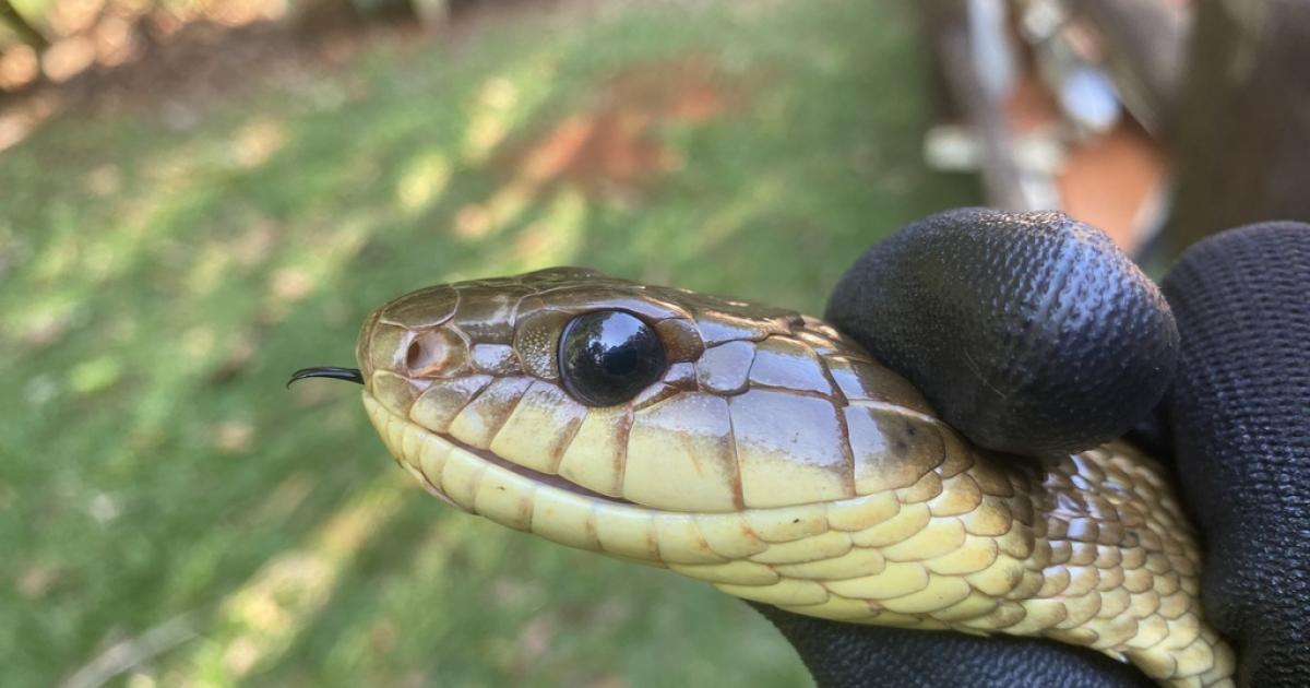 Cobra-papa-pinto #257138 - Biofaces - Bring Nature Closer