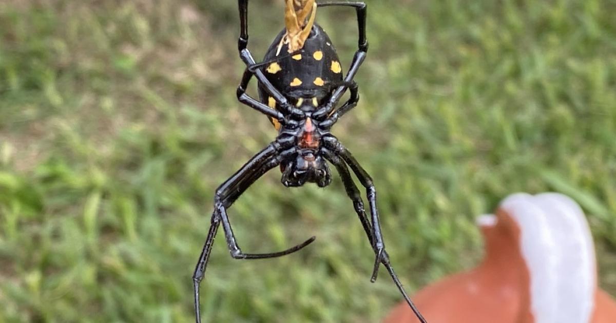 Maria-bola #257150 - Biofaces - Bring Nature Closer