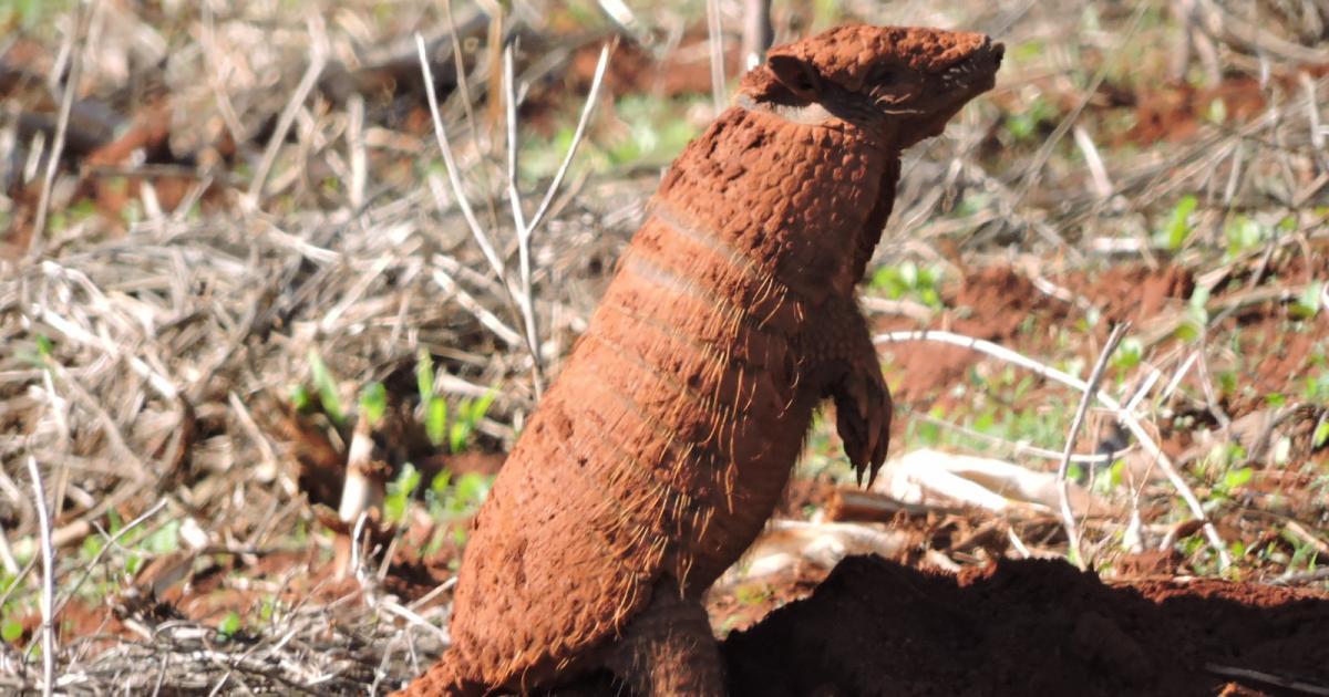 Tatu-peba #257223 - Biofaces - Bring Nature Closer