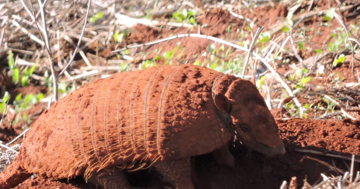 Tatu-peba #257225 - Biofaces - Bring Nature Closer