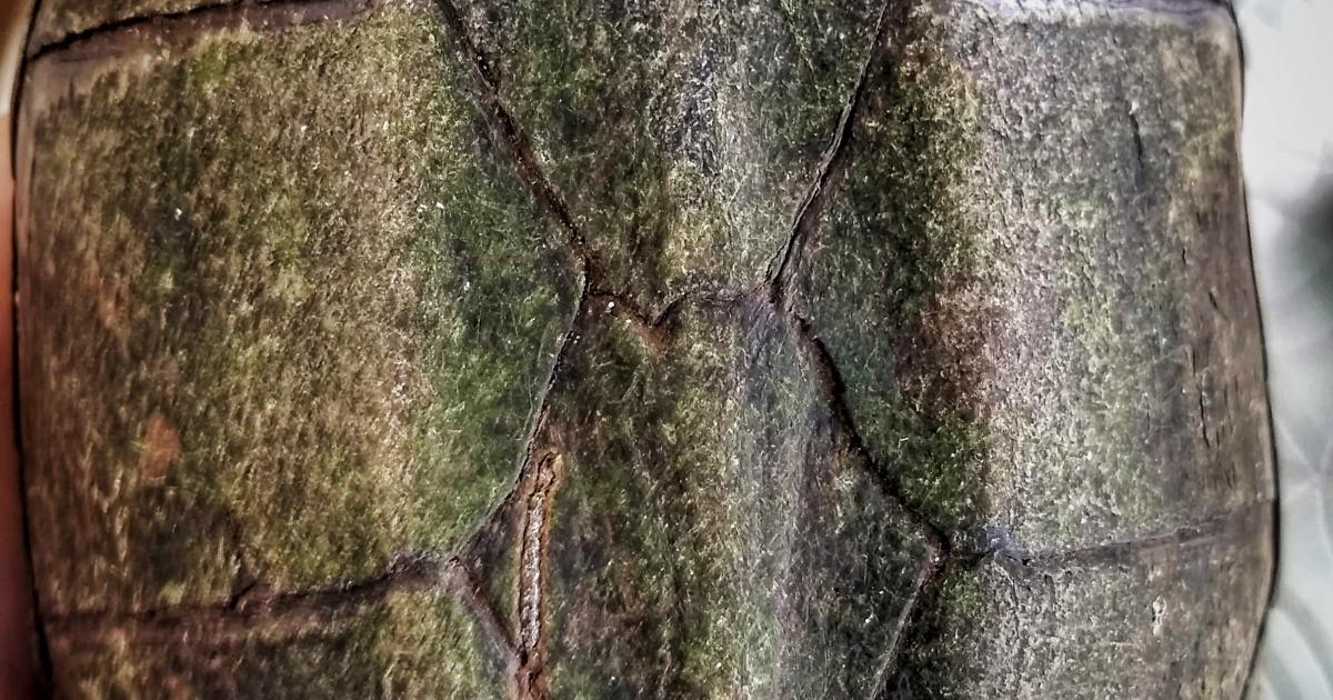 Muçuã #257369 - Biofaces - Bring Nature Closer