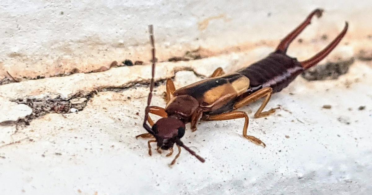 Tesourinha #257701 - Biofaces - Bring Nature Closer