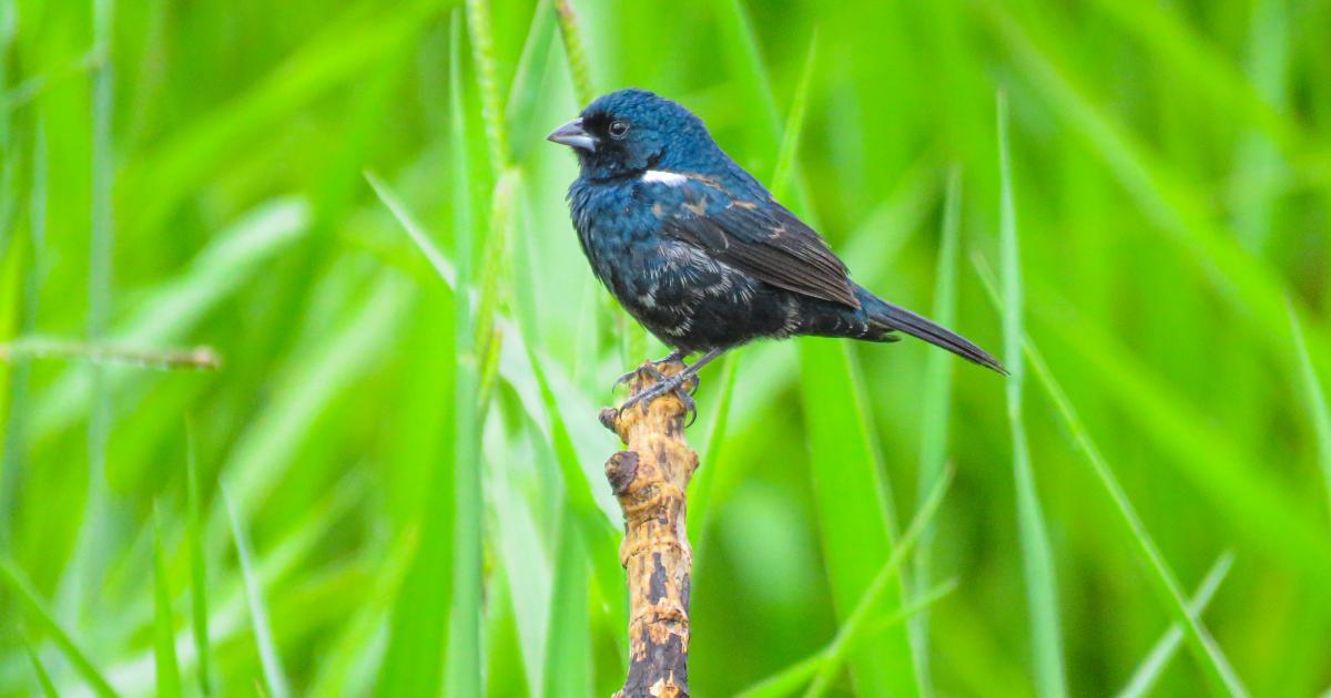 Tiziu #257749 - Biofaces - Bring Nature Closer