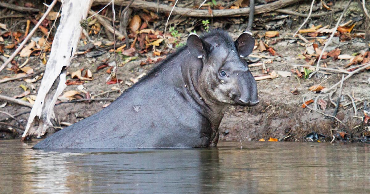 Anta #257755 - Biofaces - Bring Nature Closer