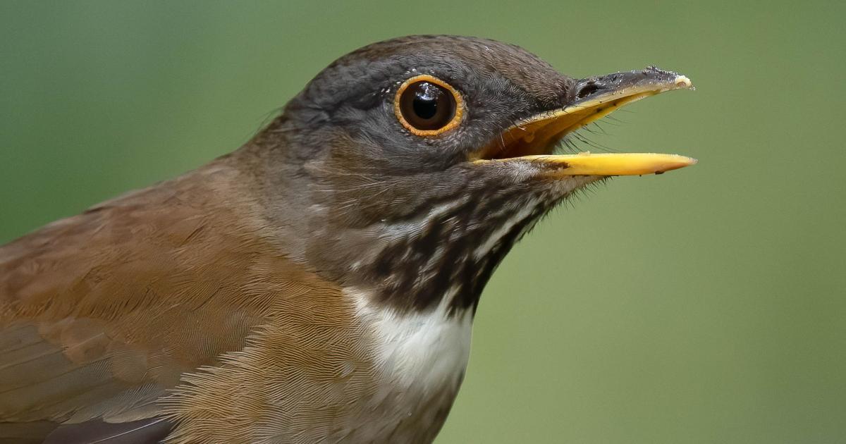 sabiá-coleira #257803 - Biofaces - Bring Nature Closer