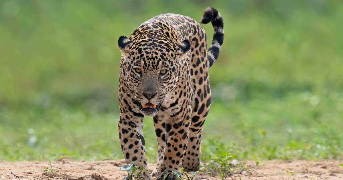 onça #257809 - Biofaces - Bring Nature Closer