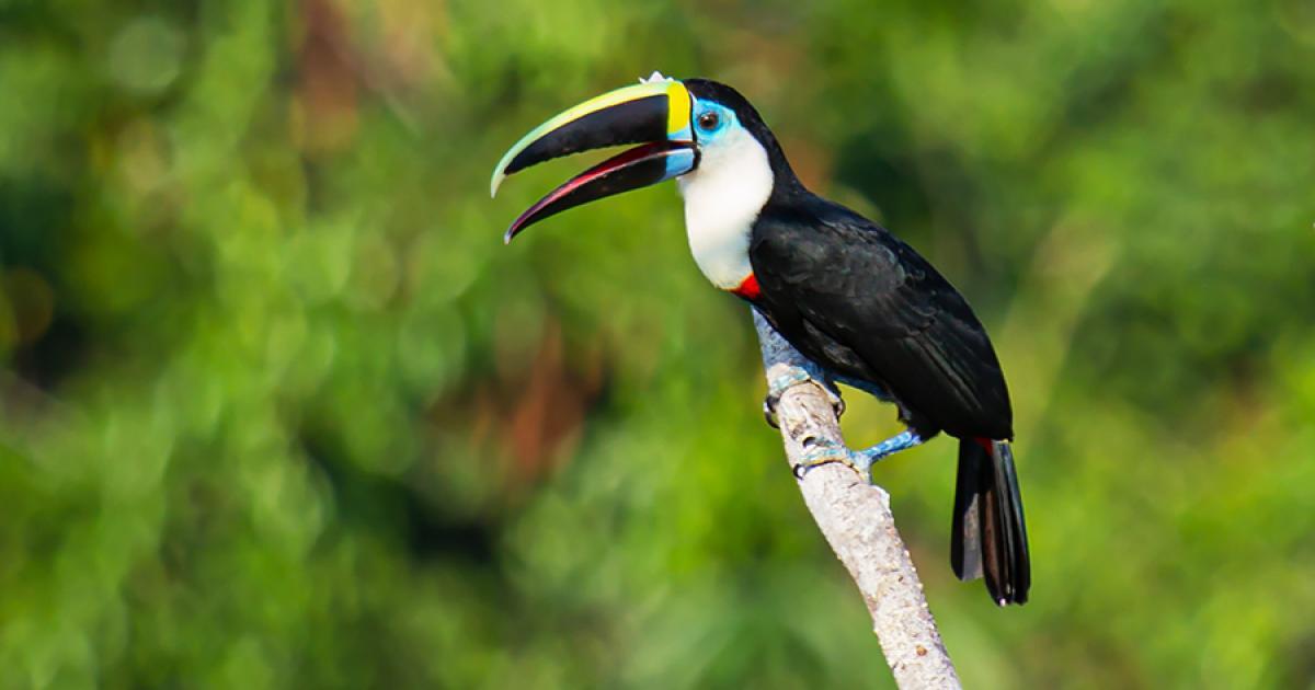 Tucano-de-papo-branco #258069 - Biofaces - Bring Nature Closer